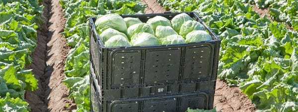 IFCO Systems | Reusable Packaging Association